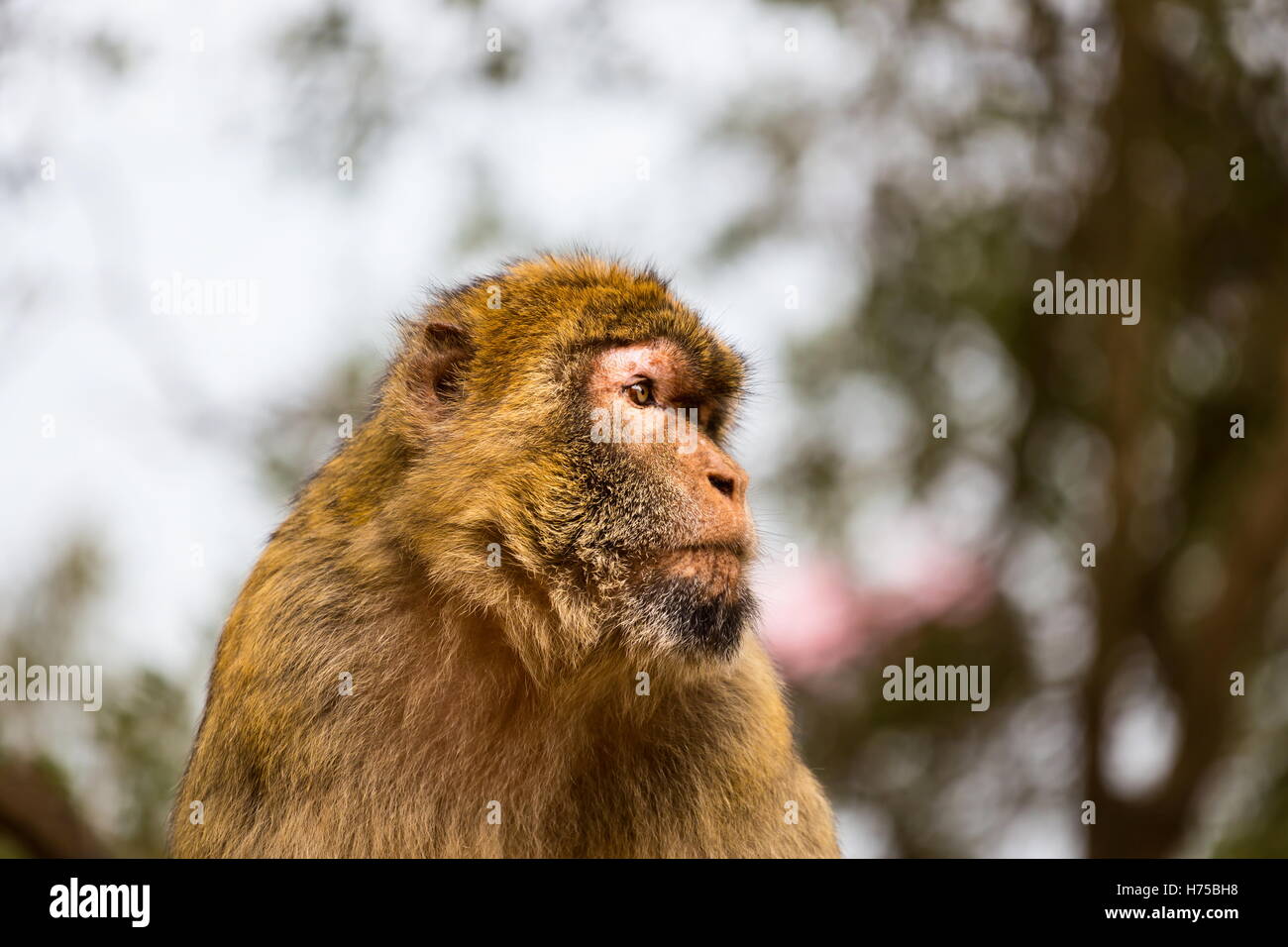 The Barbary macaque population in Gibraltar is the only wild monkey ...
