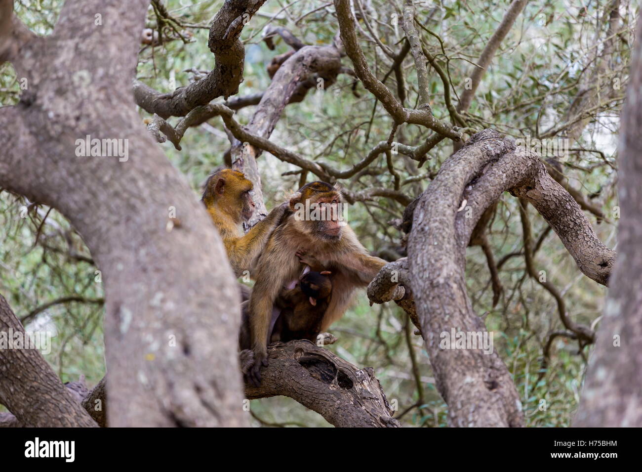 The Barbary macaque population in Gibraltar is the only wild monkey ...