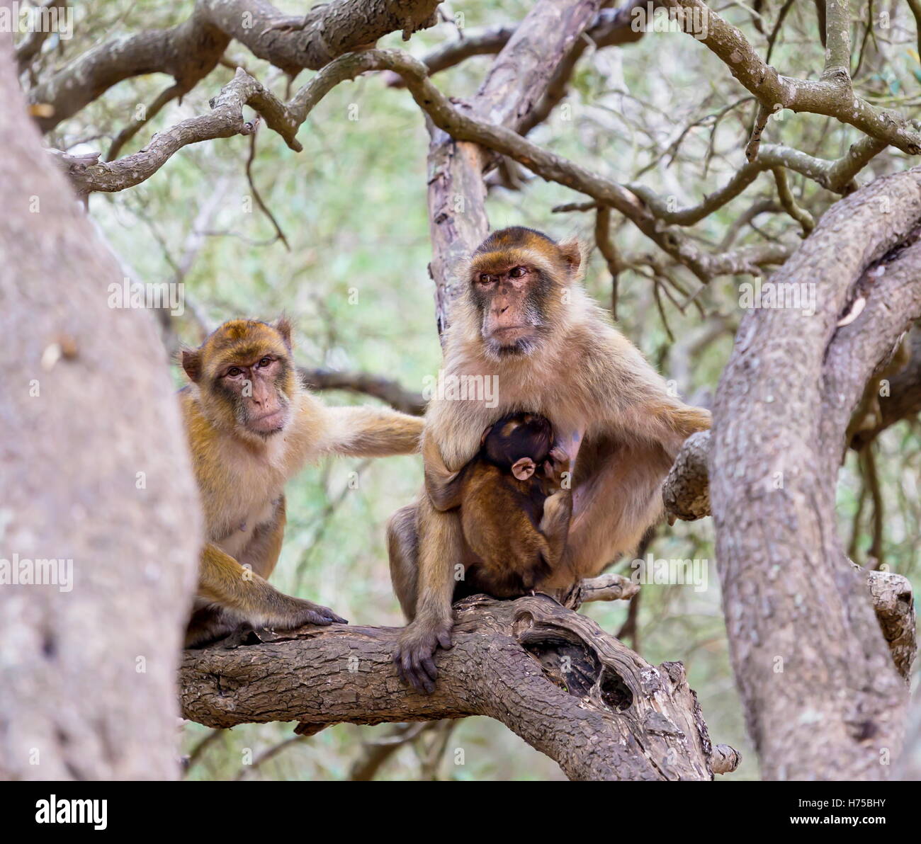 The Barbary macaque population in Gibraltar is the only wild monkey ...