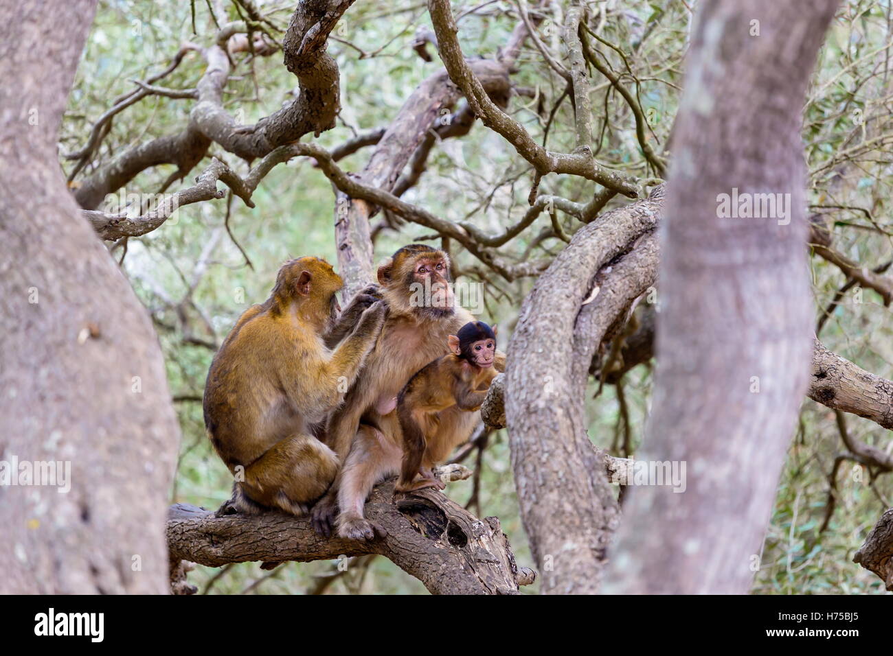 The Barbary macaque population in Gibraltar is the only wild monkey ...