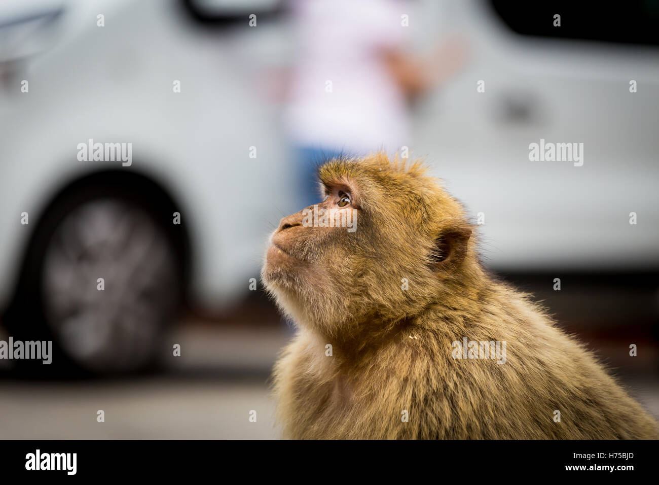The Barbary macaque population in Gibraltar is the only wild monkey ...