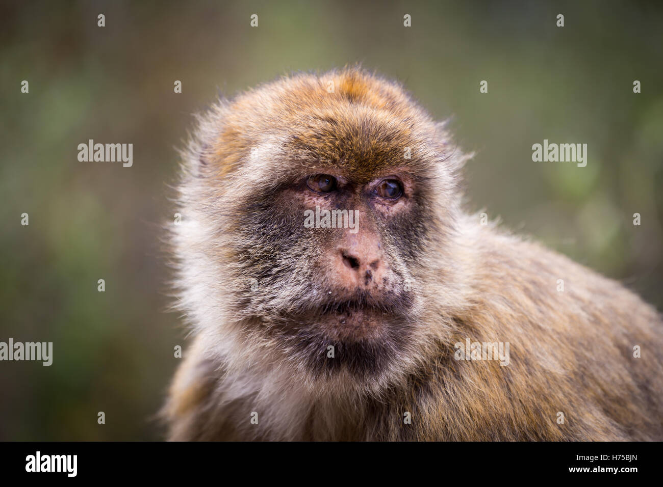 The Barbary macaque population in Gibraltar is the only wild monkey ...
