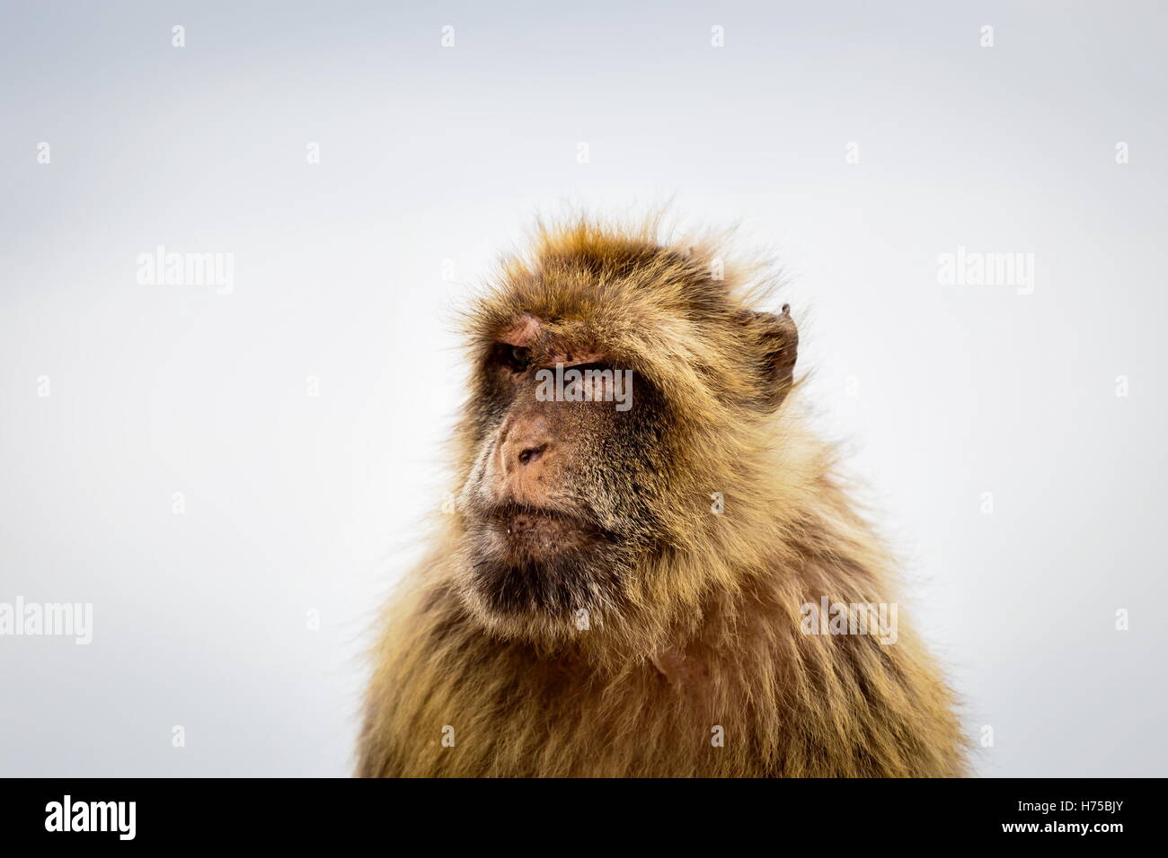 The Barbary macaque population in Gibraltar is the only wild monkey ...