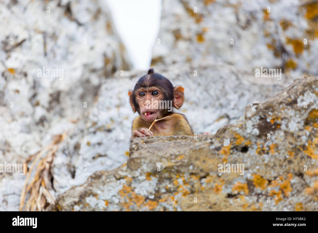 The Barbary macaque population in Gibraltar is the only wild monkey ...