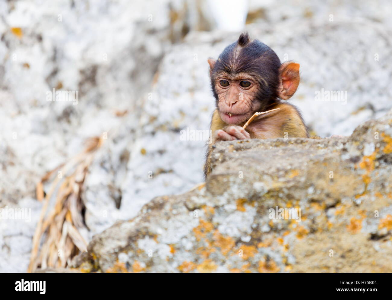 The Barbary macaque population in Gibraltar is the only wild monkey ...