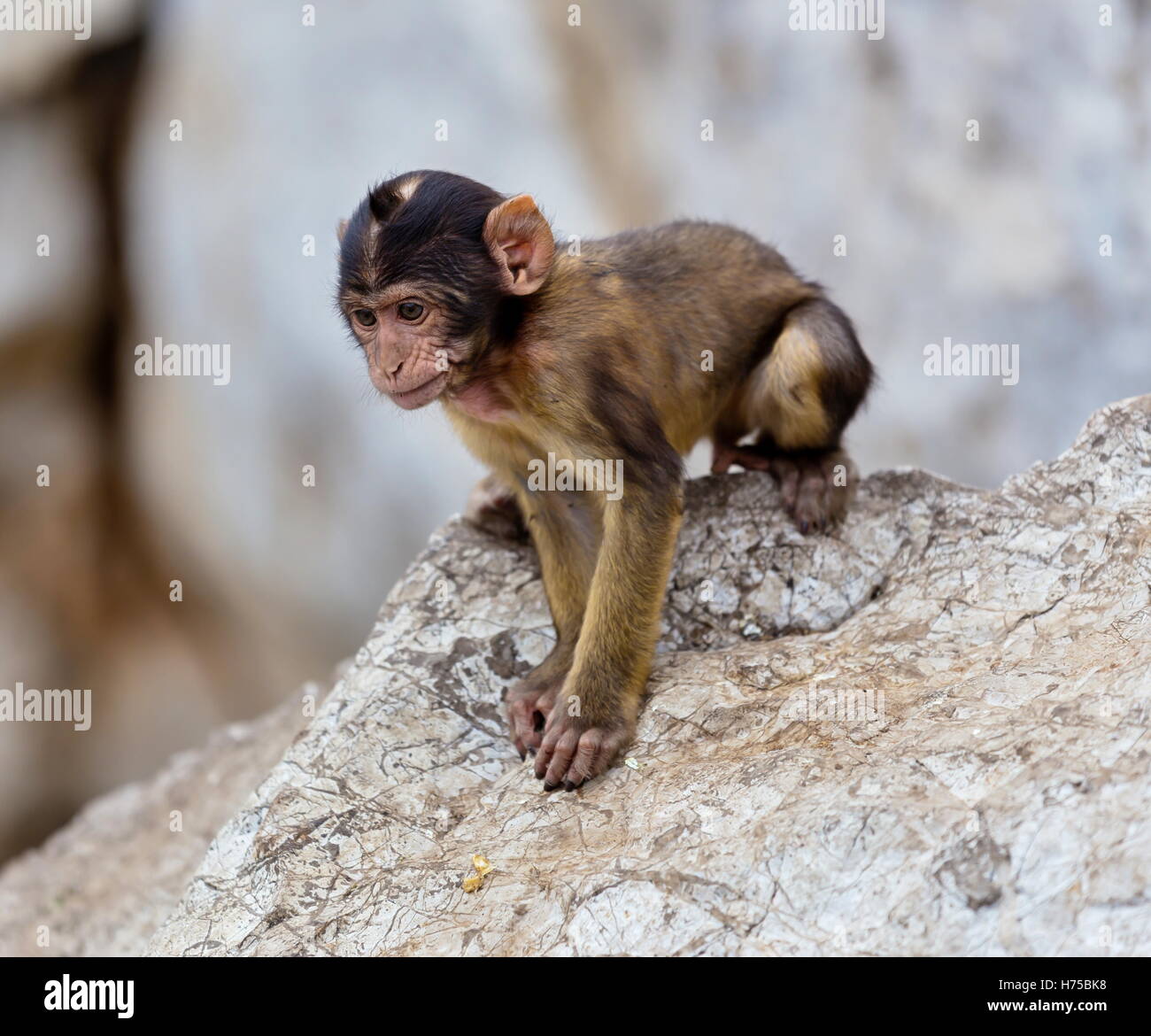 The Barbary macaque population in Gibraltar is the only wild monkey ...
