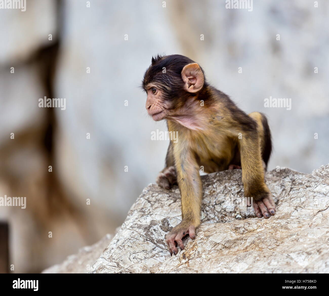 The Barbary macaque population in Gibraltar is the only wild monkey ...