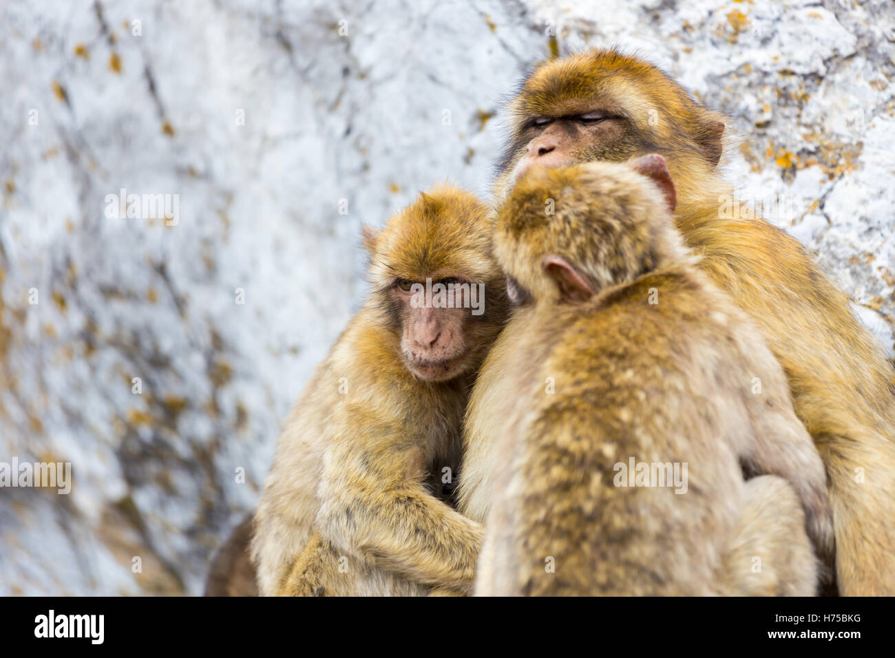 The Barbary macaque population in Gibraltar is the only wild monkey ...
