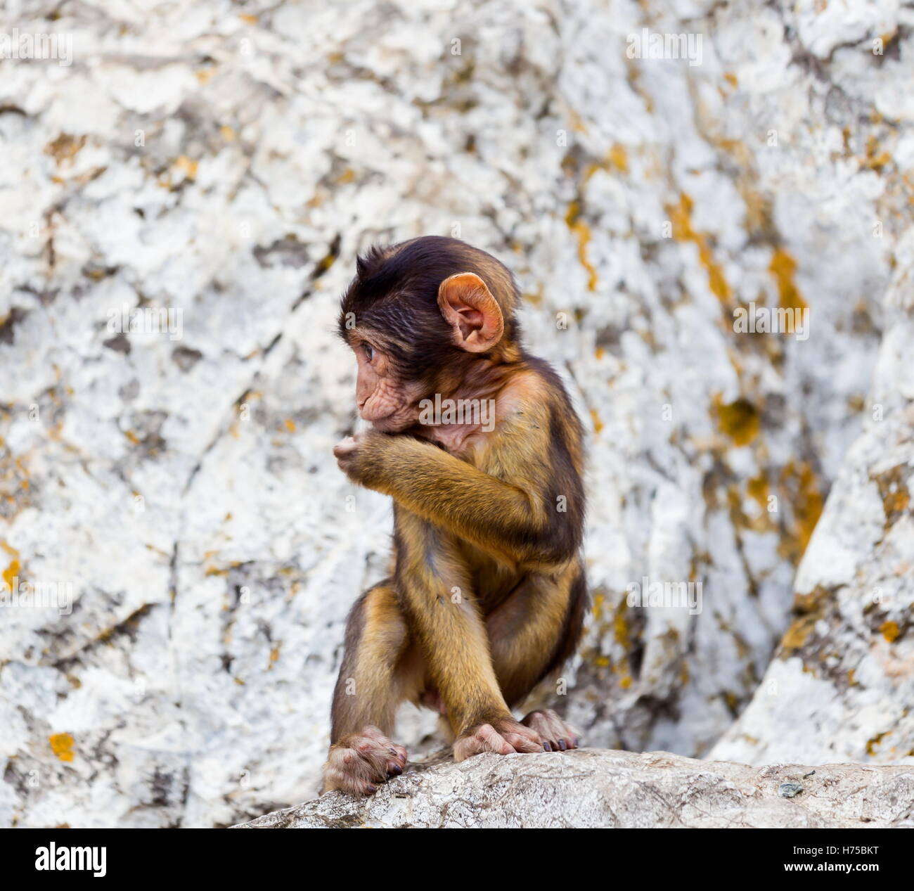 The Barbary macaque population in Gibraltar is the only wild monkey ...