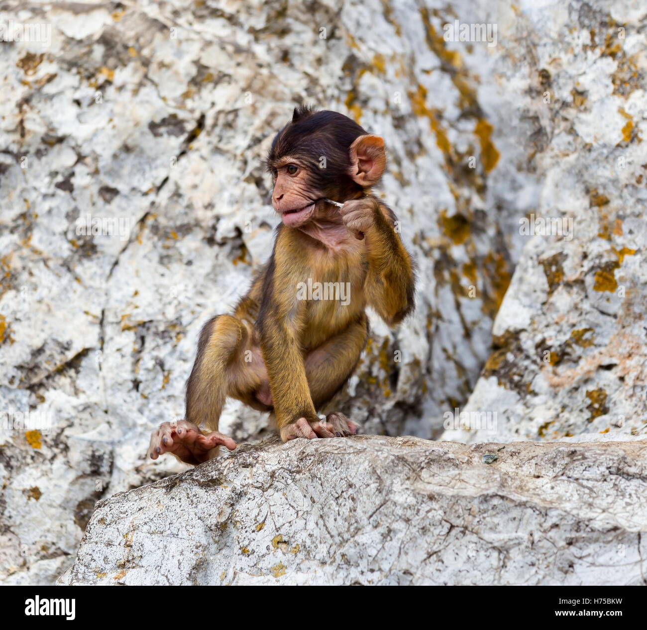 The Barbary macaque population in Gibraltar is the only wild monkey ...