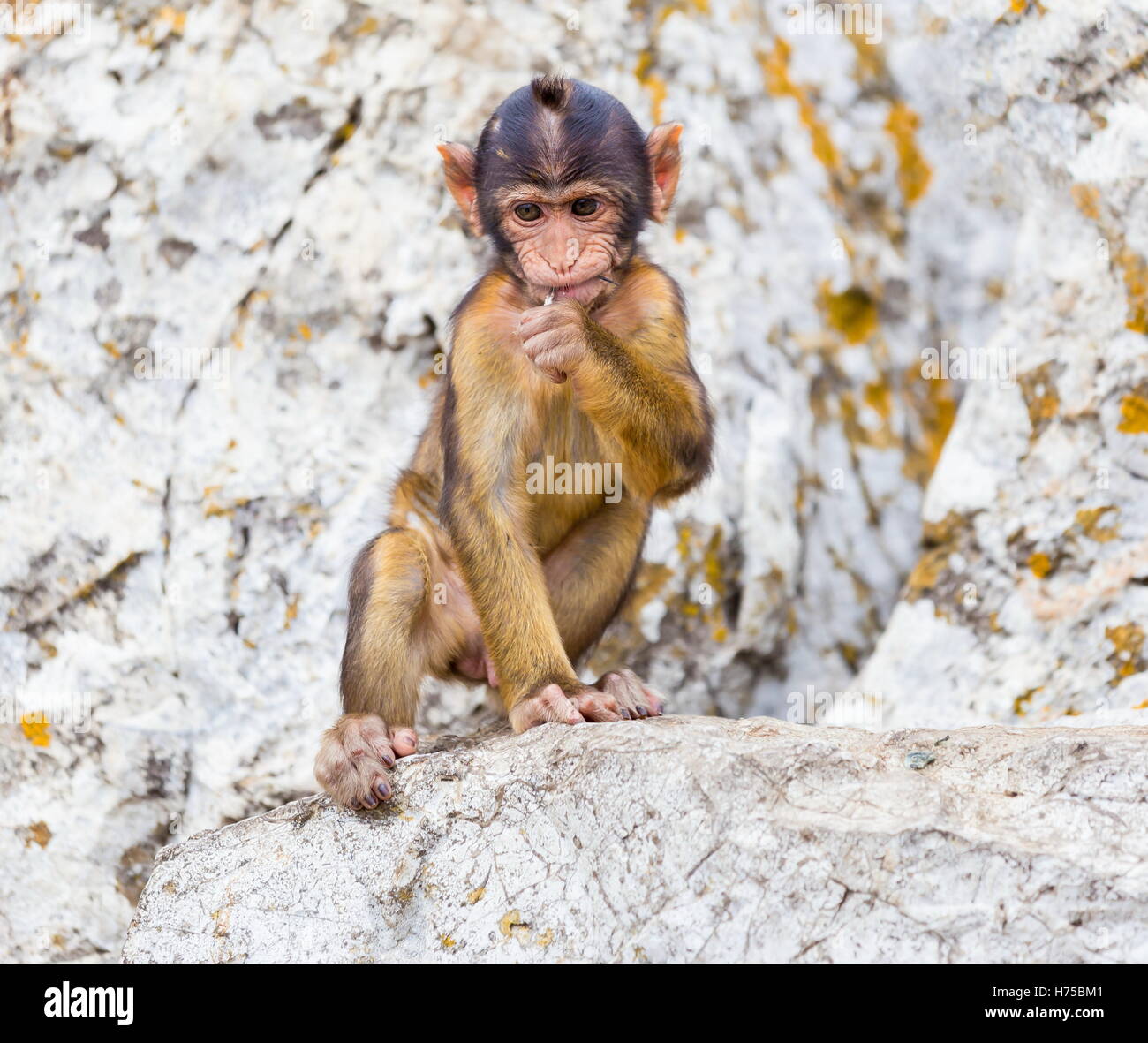 The Barbary macaque population in Gibraltar is the only wild monkey ...