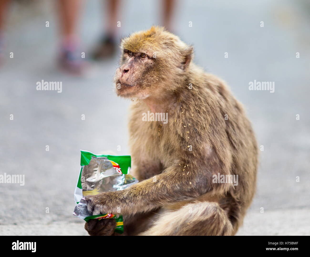 The Barbary macaque population in Gibraltar is the only wild monkey ...