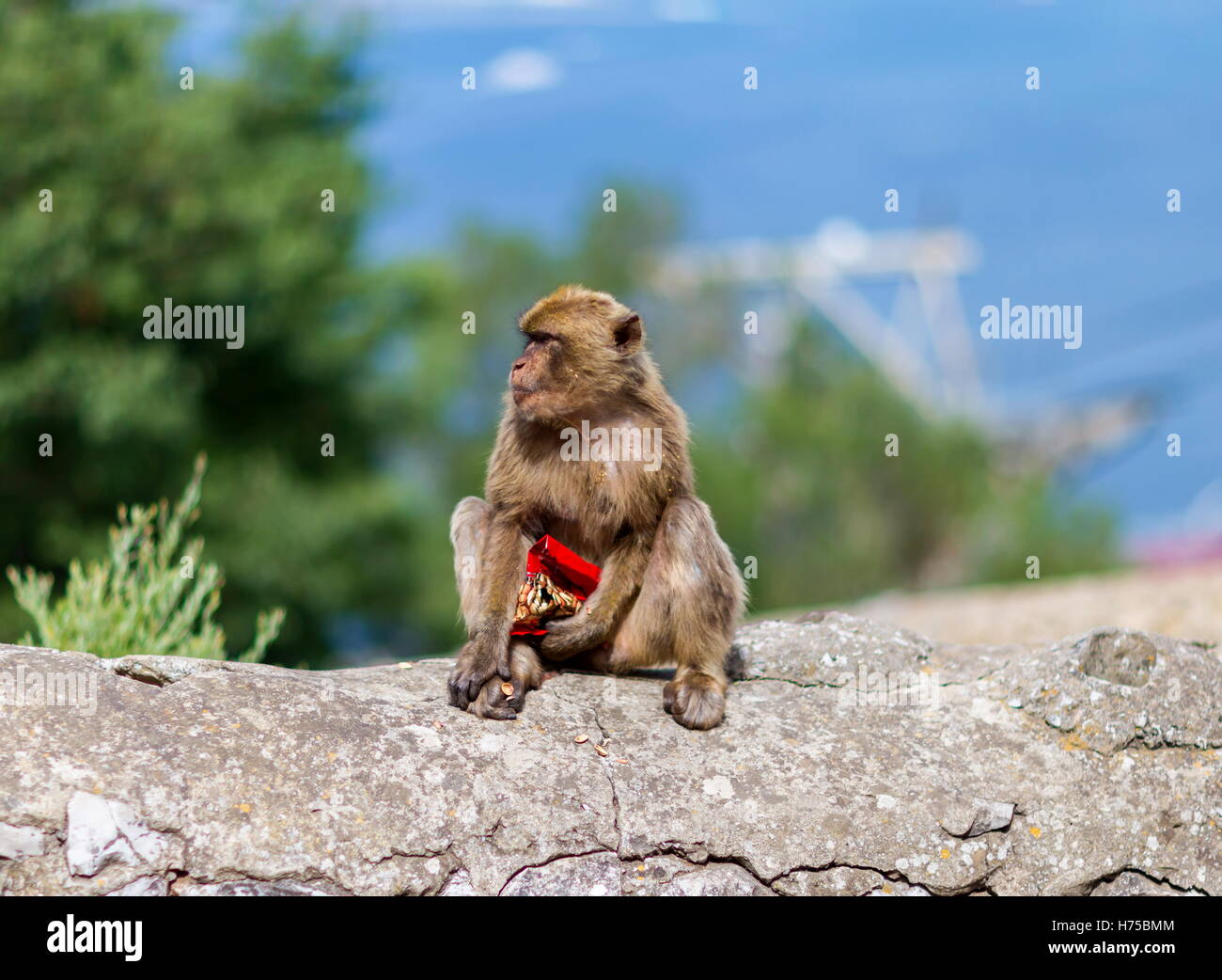 The Barbary macaque population in Gibraltar is the only wild monkey ...