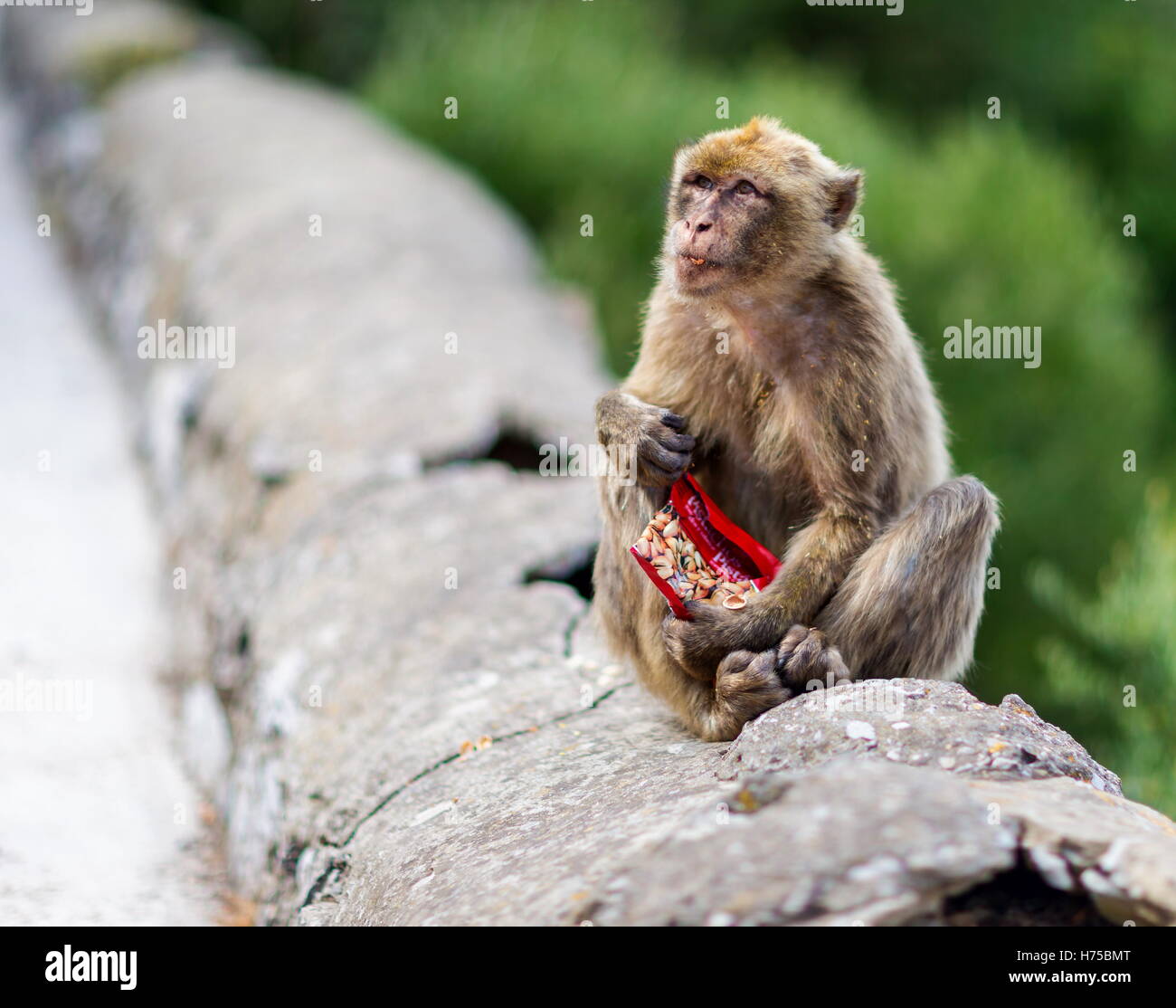 The Barbary macaque population in Gibraltar is the only wild monkey ...