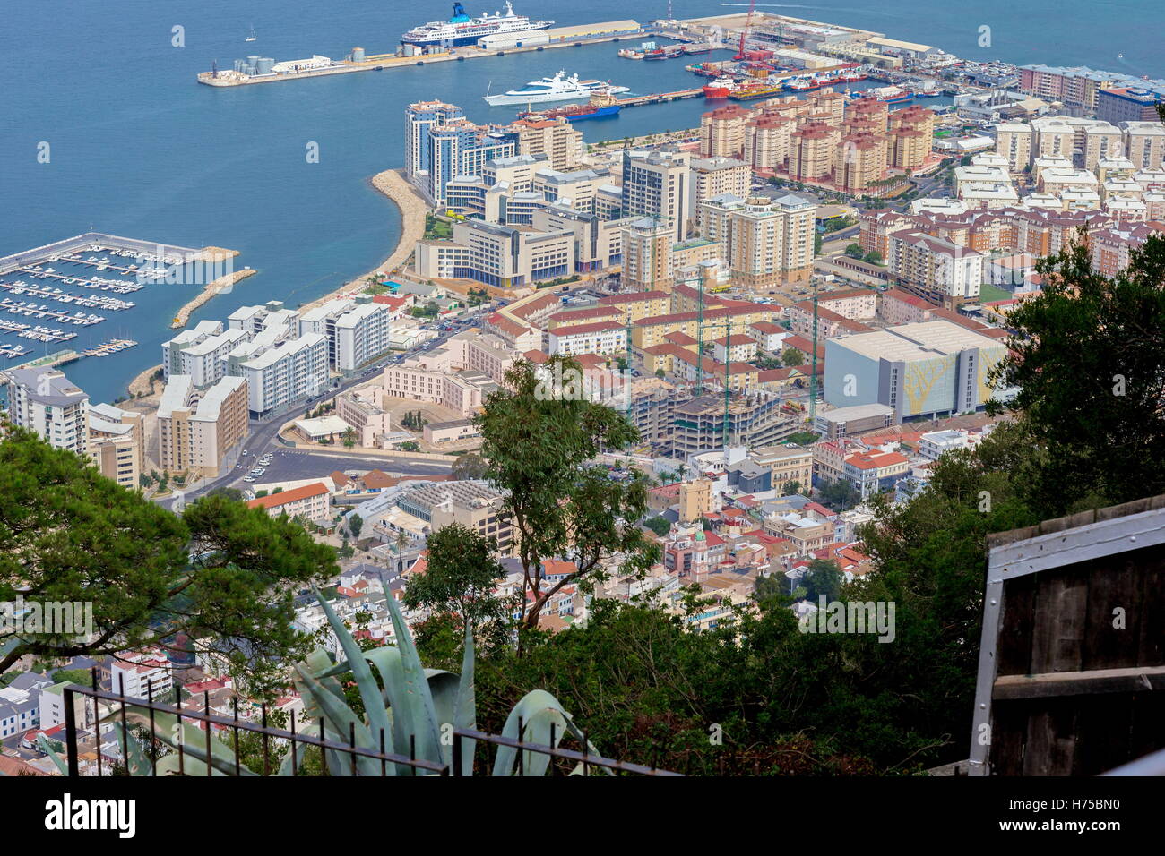 The Barbary macaque population in Gibraltar is the only wild monkey ...