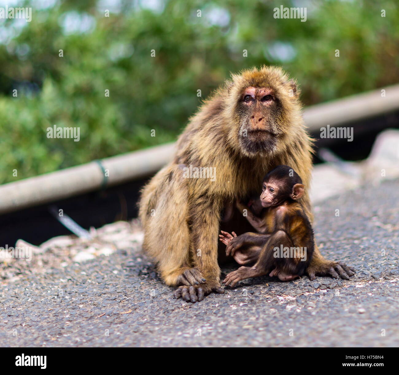 The Barbary macaque population in Gibraltar is the only wild monkey ...