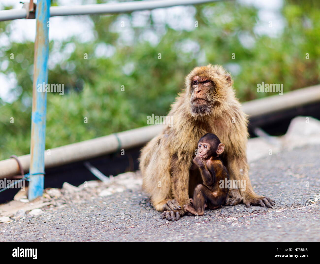 The Barbary macaque population in Gibraltar is the only wild monkey ...