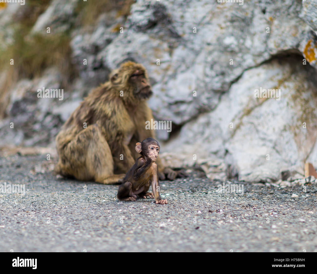 The Barbary macaque population in Gibraltar an the only wild monkey ...