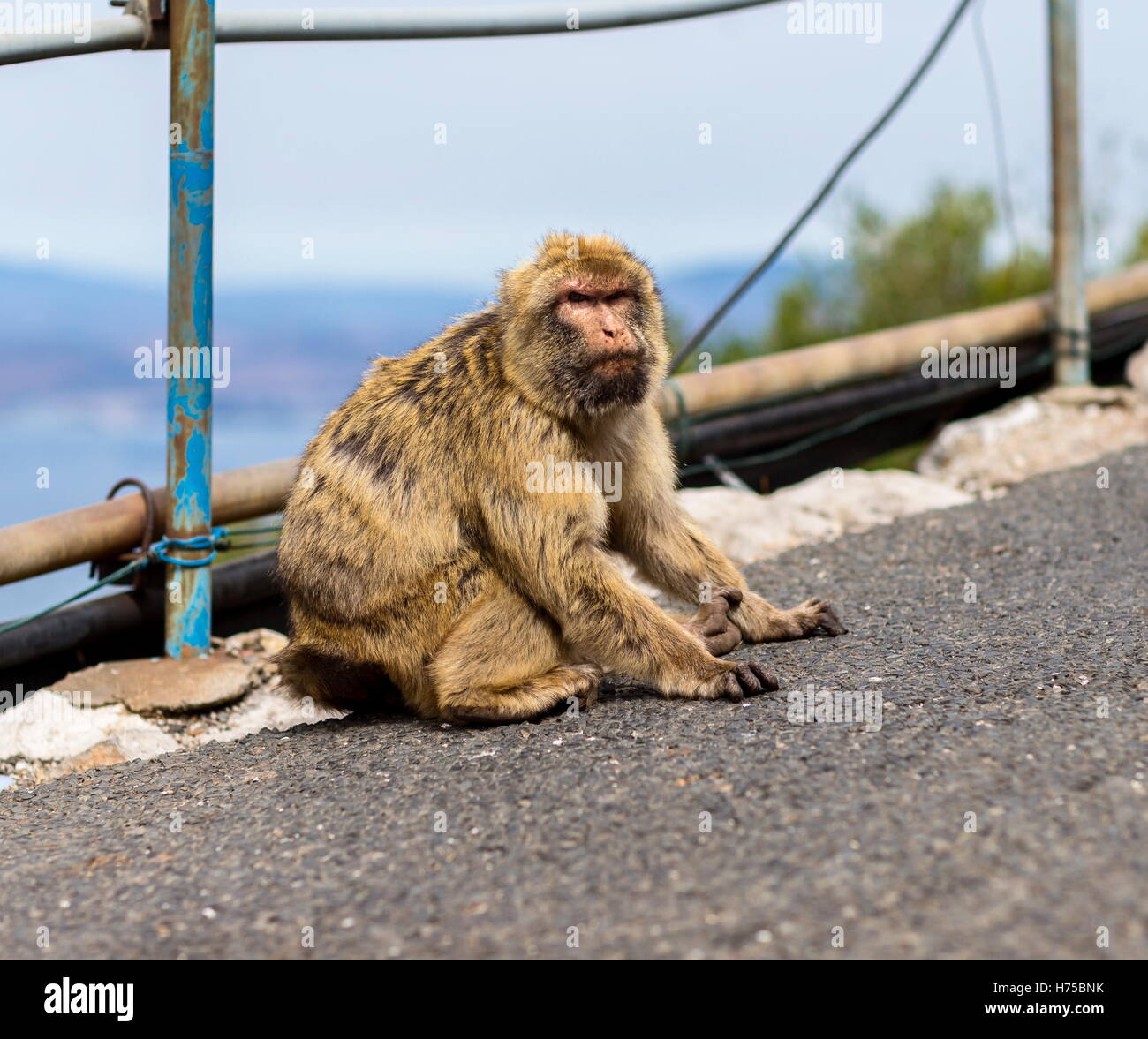 The Barbary macaque population in Gibraltar an the only wild monkey ...