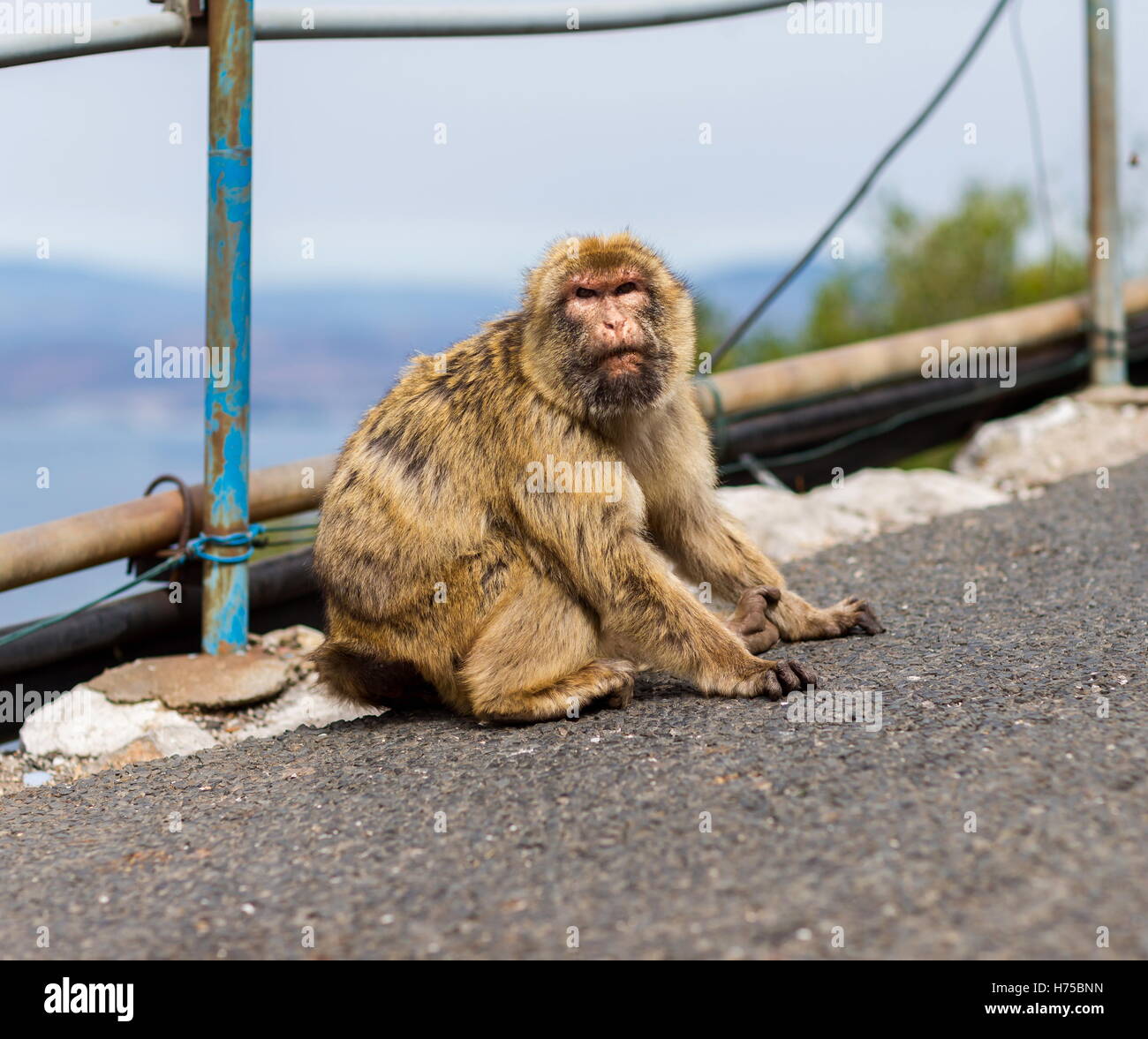 The Barbary macaque population in Gibraltar an the only wild monkey ...