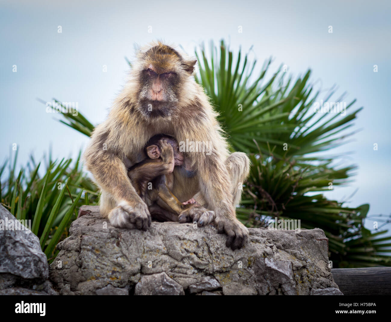 The Barbary macaque population in Gibraltar an the only wild monkey ...