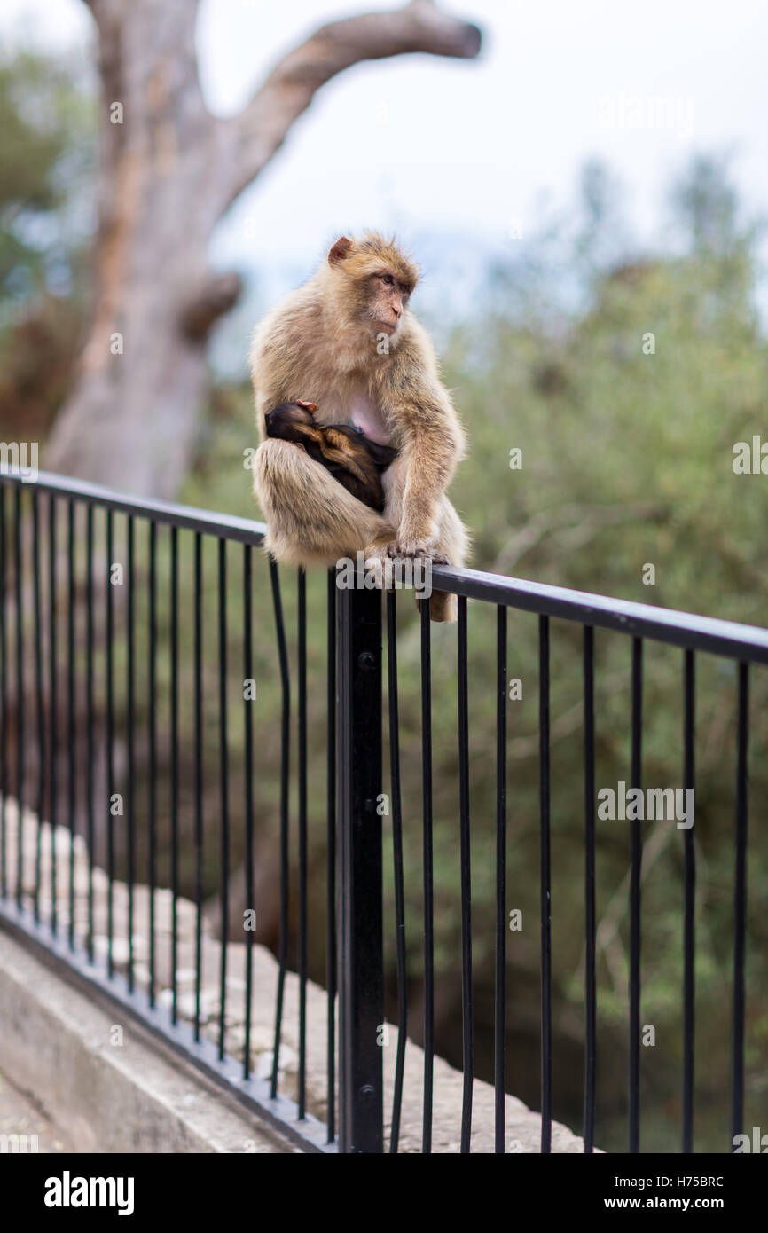 The Barbary macaque population in Gibraltar an the only wild monkey ...