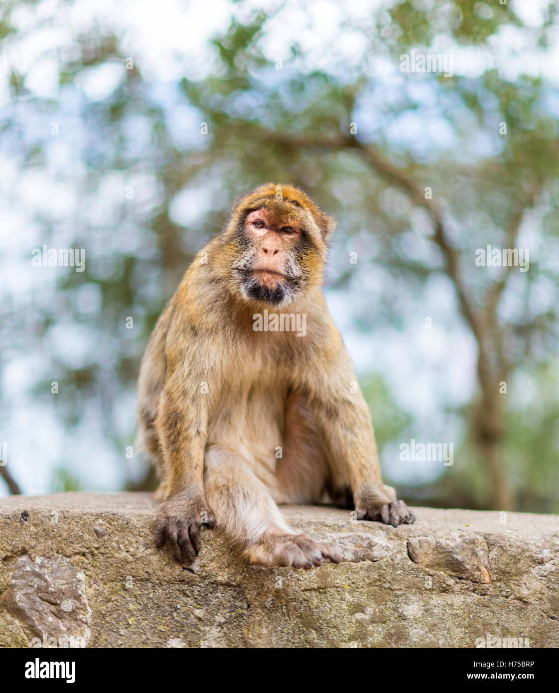 The Barbary macaque population in Gibraltar an the only wild monkey ...