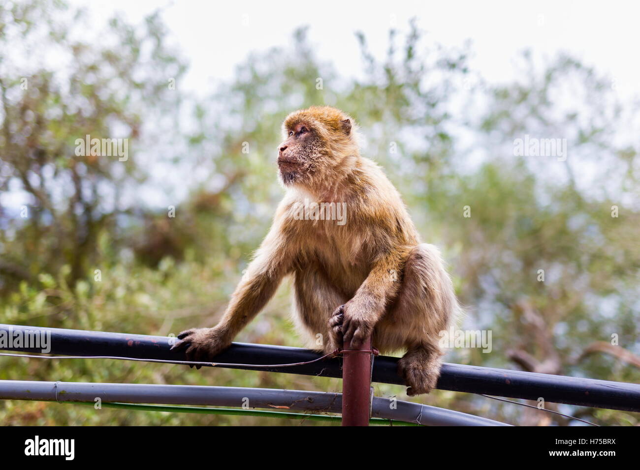 The Barbary macaque population in Gibraltar an the only wild monkey ...