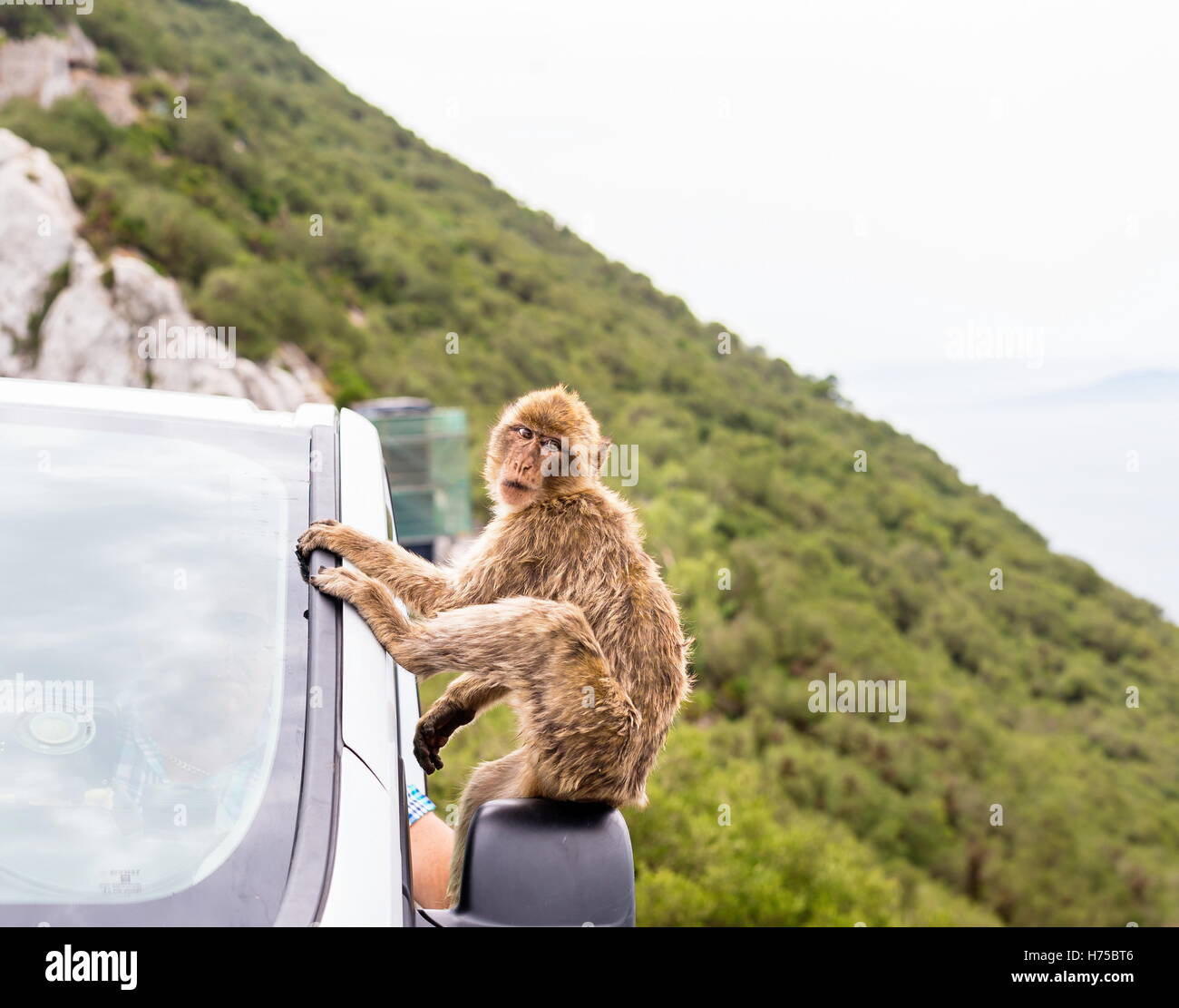 The Barbary macaque population in Gibraltar an the only wild monkey ...