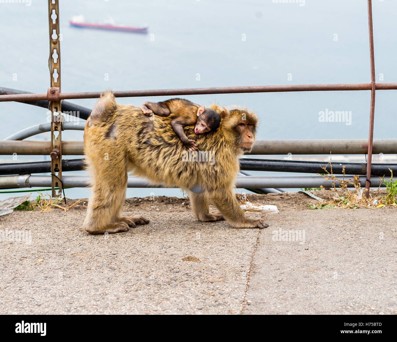 The Barbary macaque population in Gibraltar an the only wild monkey ...