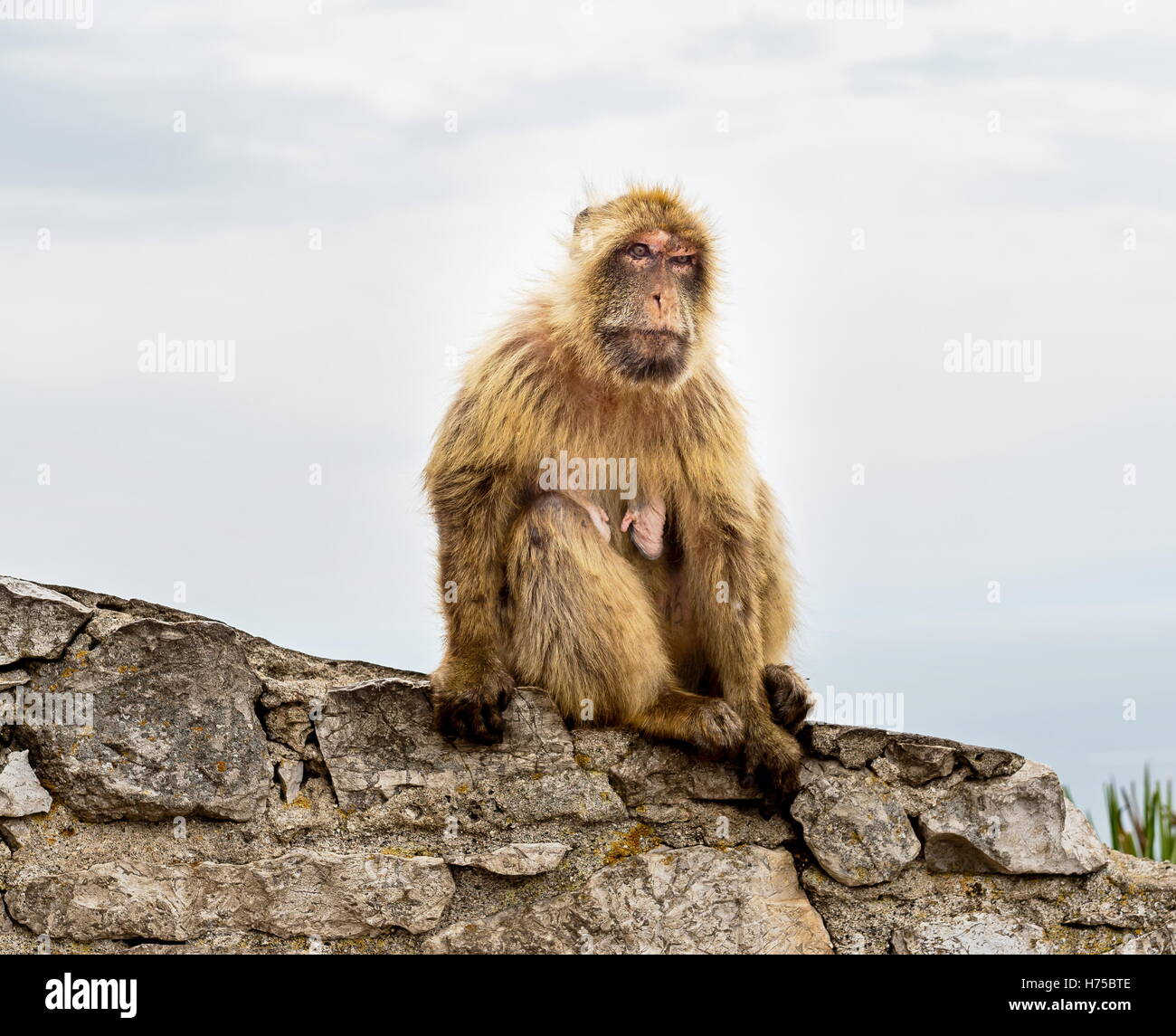 The Barbary macaque population in Gibraltar an the only wild monkey ...