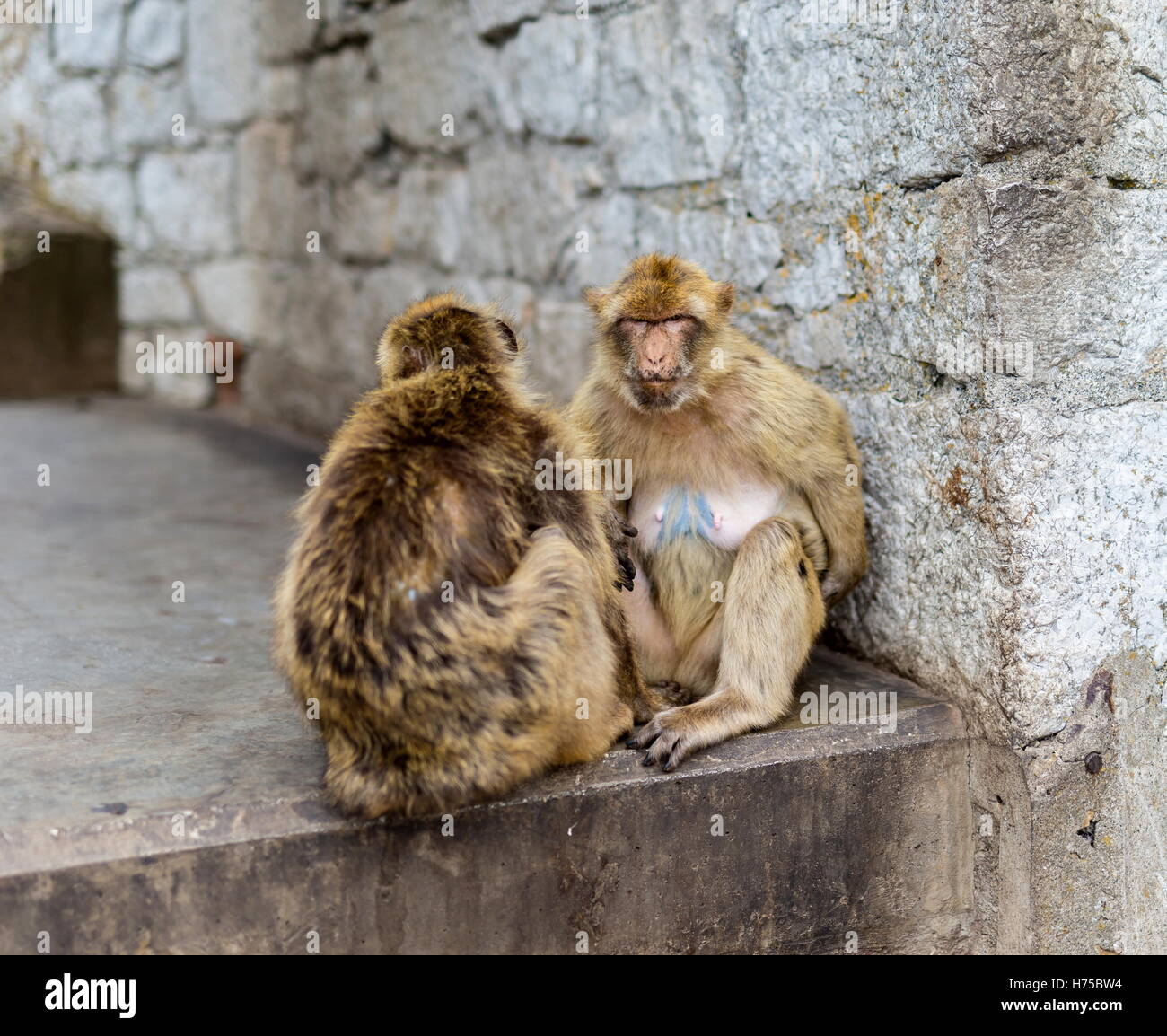The Barbary macaque population in Gibraltar an the only wild monkey ...