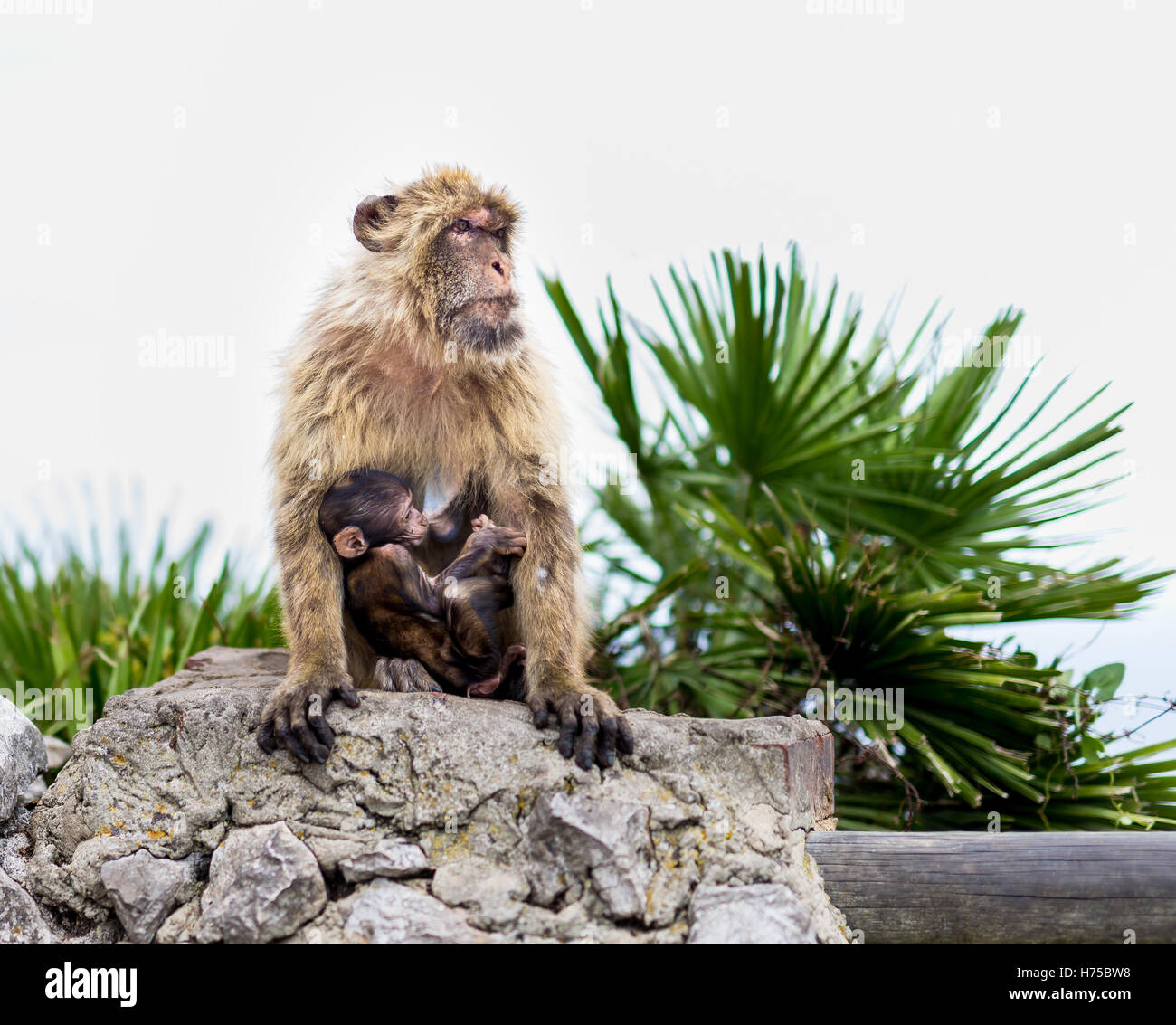 The Barbary macaque population in Gibraltar an the only wild monkey ...