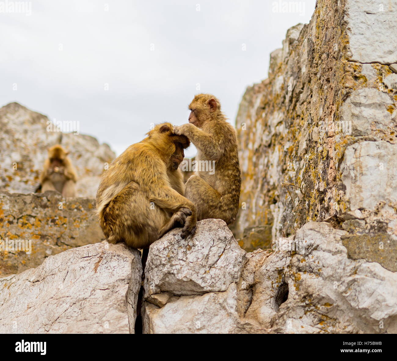 The Barbary macaque population in Gibraltar an the only wild monkey ...