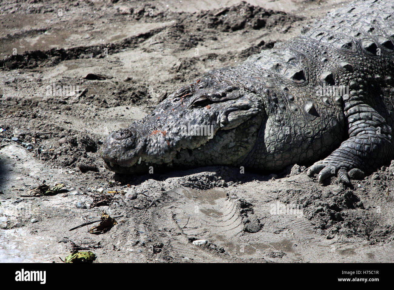 Zoo Texture High Resolution Stock Photography and Images - Alamy