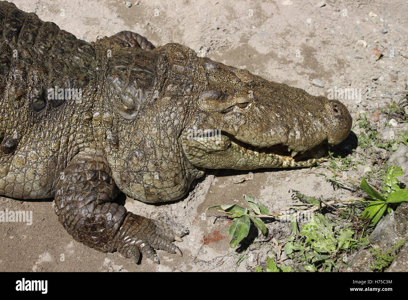 Zoo Texture High Resolution Stock Photography and Images - Alamy
