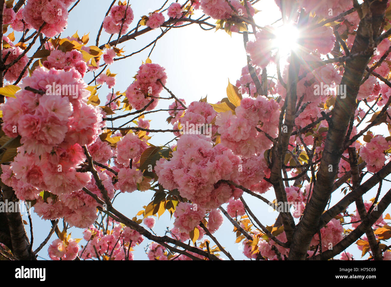 Beautiful Pink Japanese Cherry blossoms at Kyoto, Japan Stock Photo - Alamy