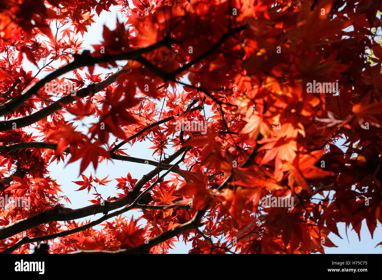 Beautiful Japanese Maple in Kyoto, Japan Stock Photo - Alamy