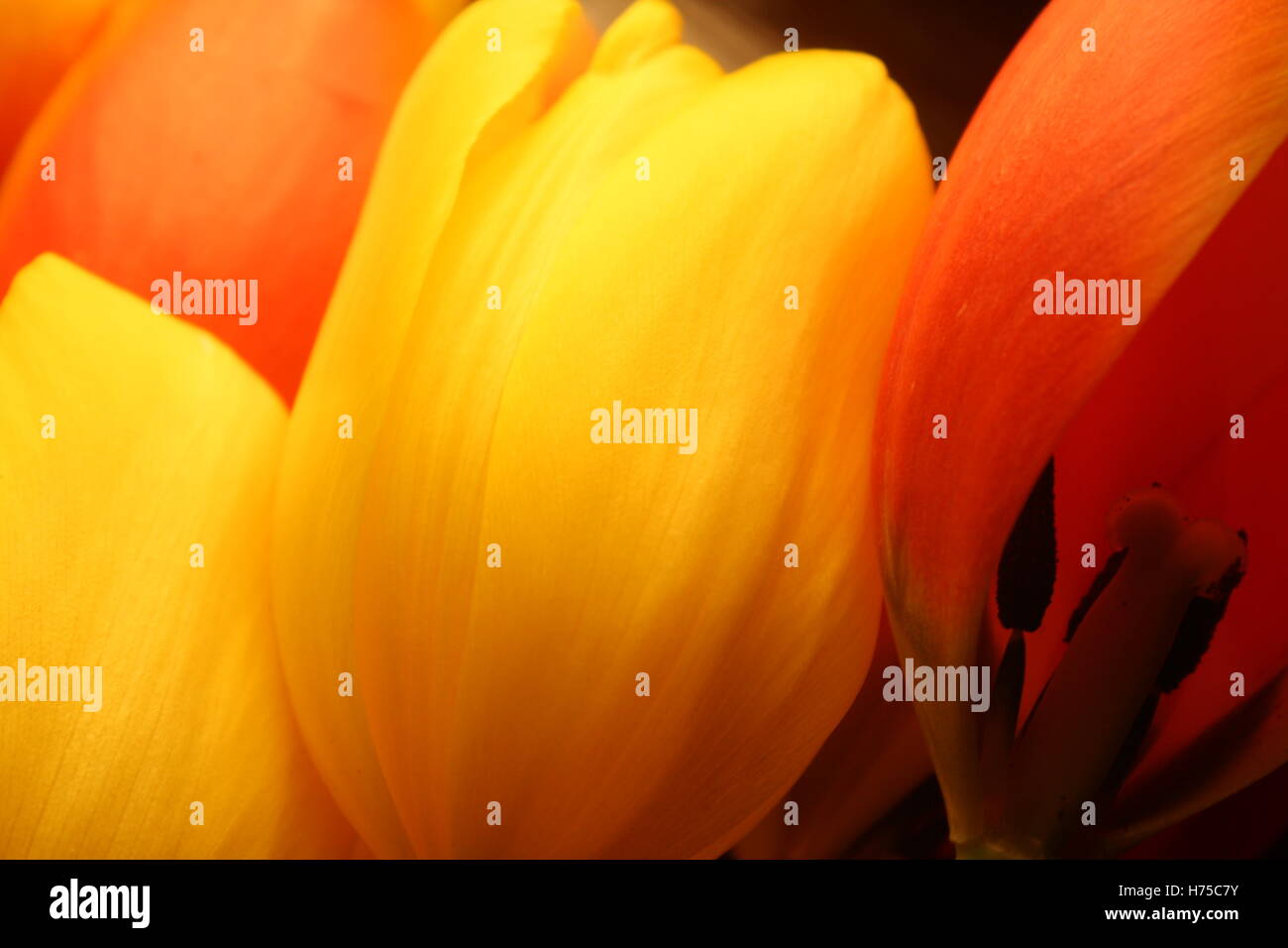 tulip flower floral yellow orange fall autumn colors Stock Photo - Alamy