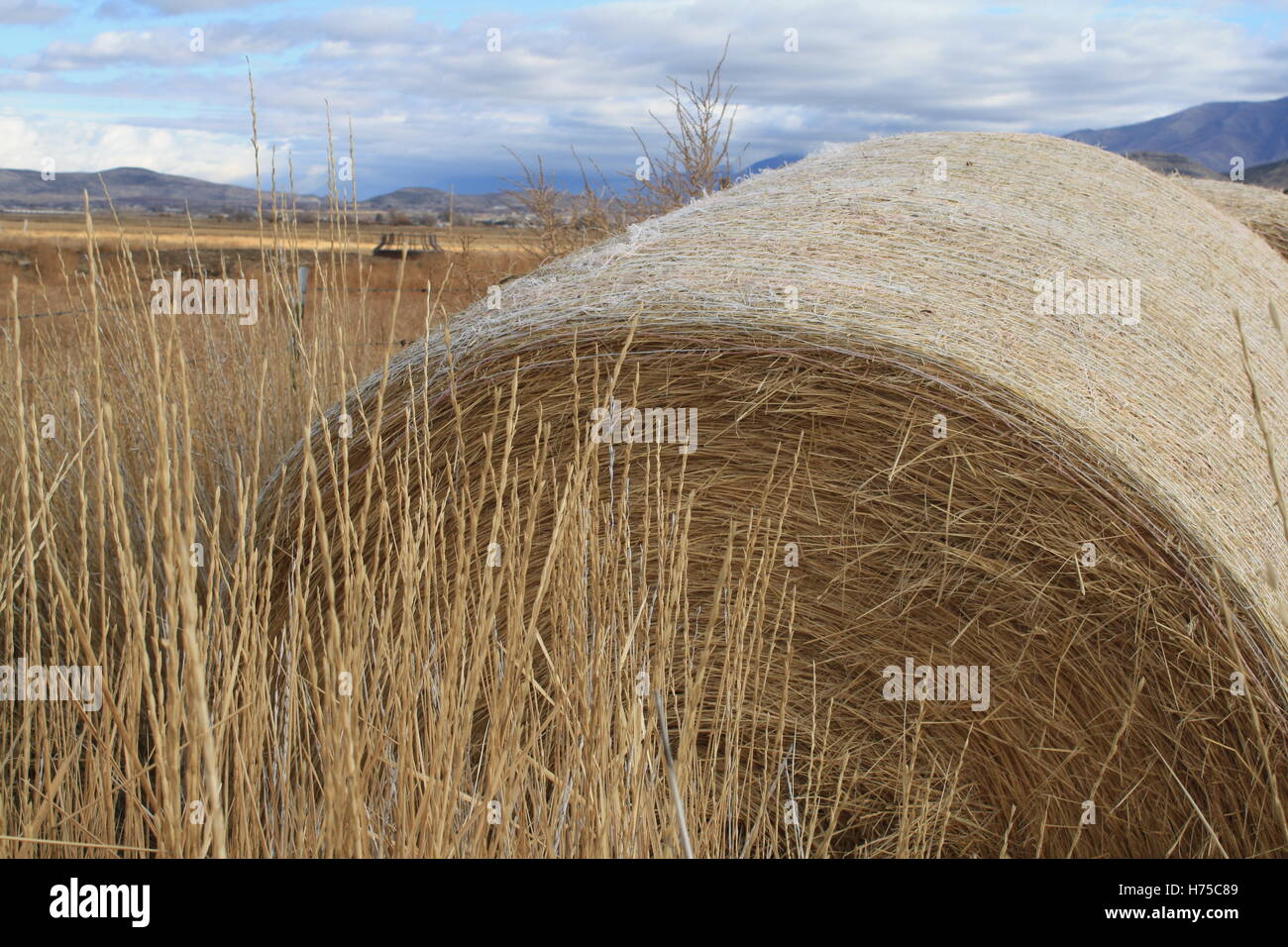 round hay bail wheat field country landscape Stock Photo - Alamy