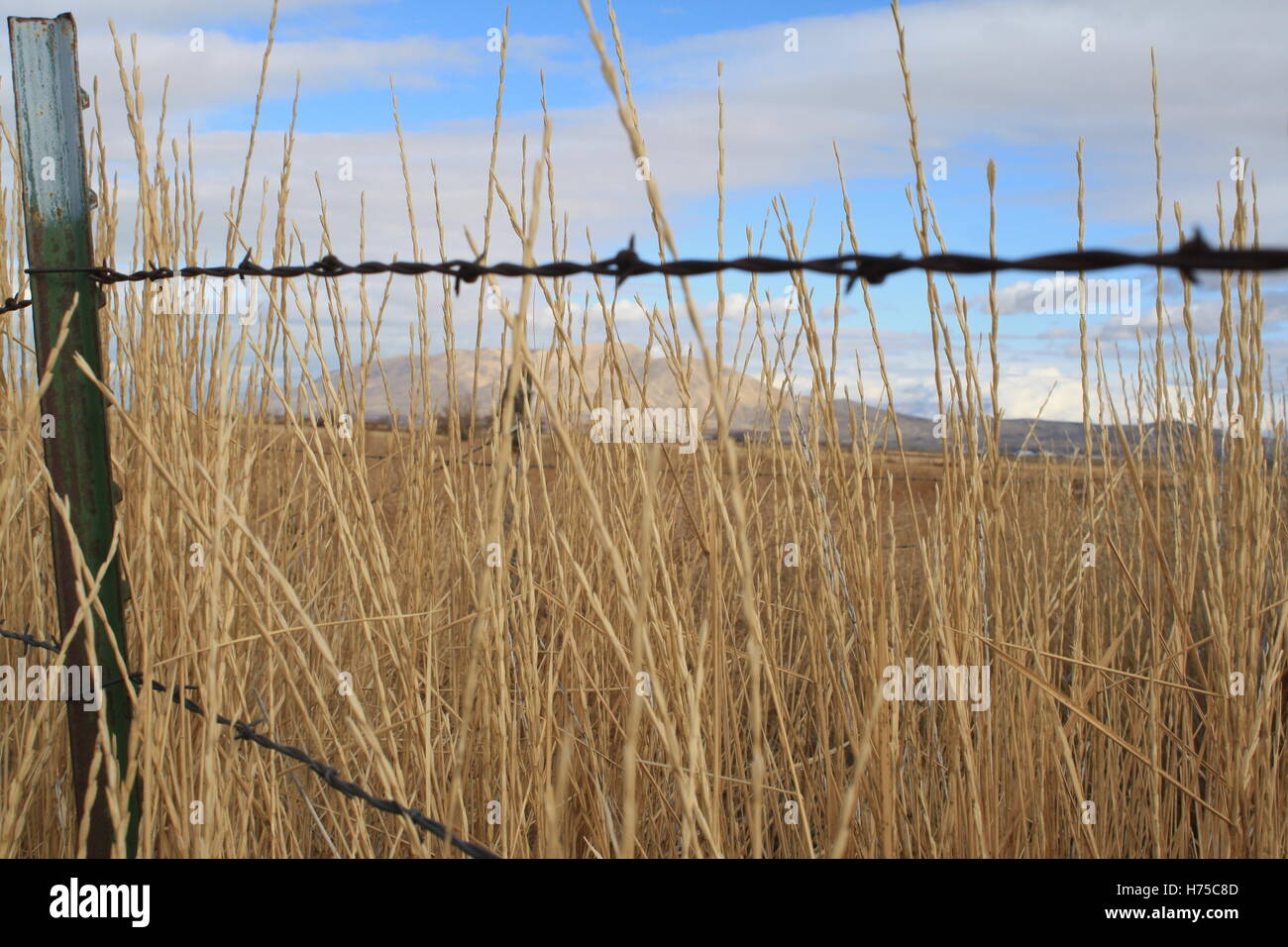 barbwire barb wire fence wheat field landscape Stock Photo - Alamy