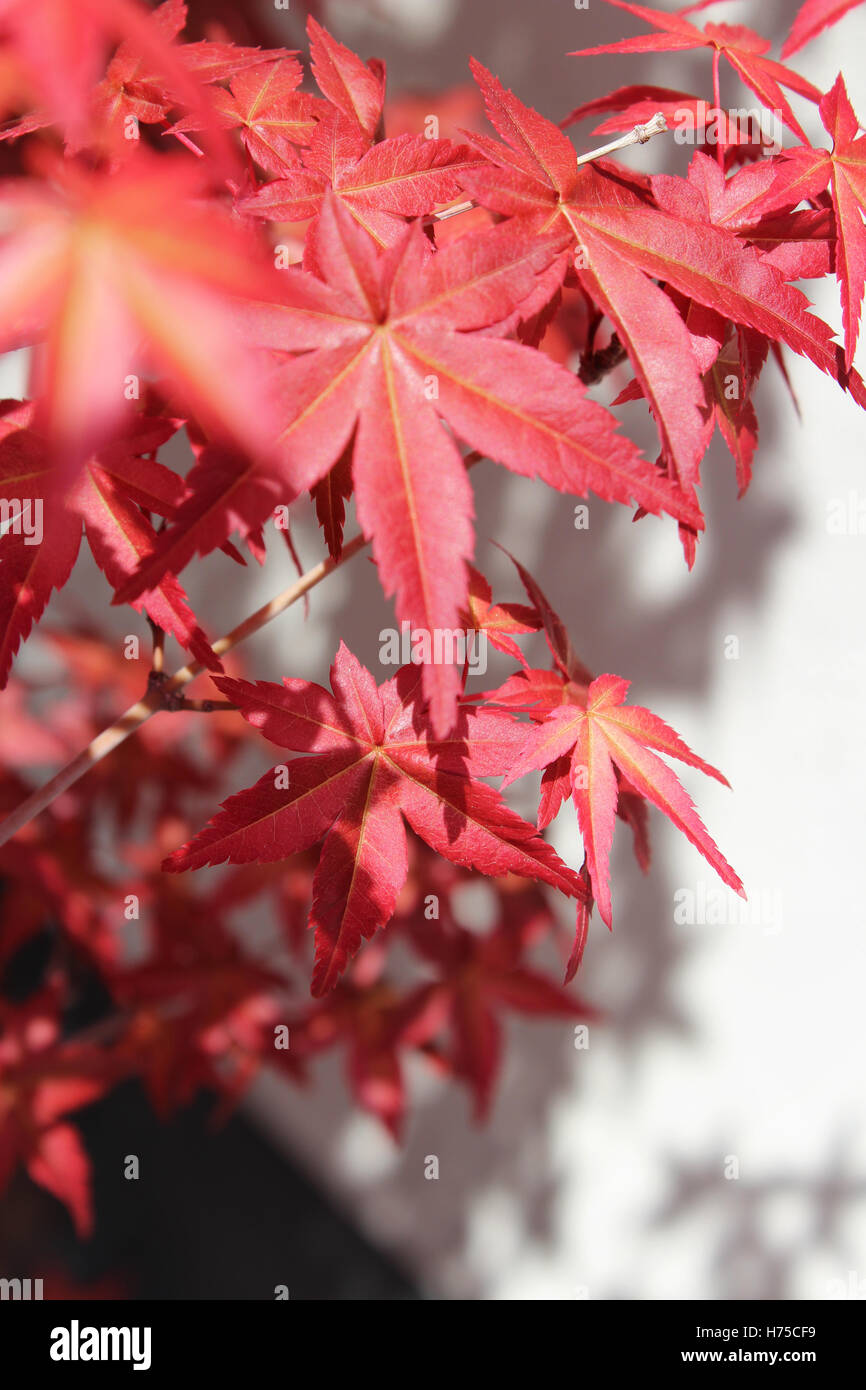 Beautiful Japanese red maples with sunlight in Kyoto, Japan Stock Photo ...