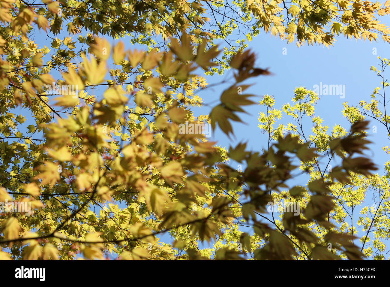 Beautiful Japanese maples in sunny day, Kyoto, Japan Stock Photo - Alamy