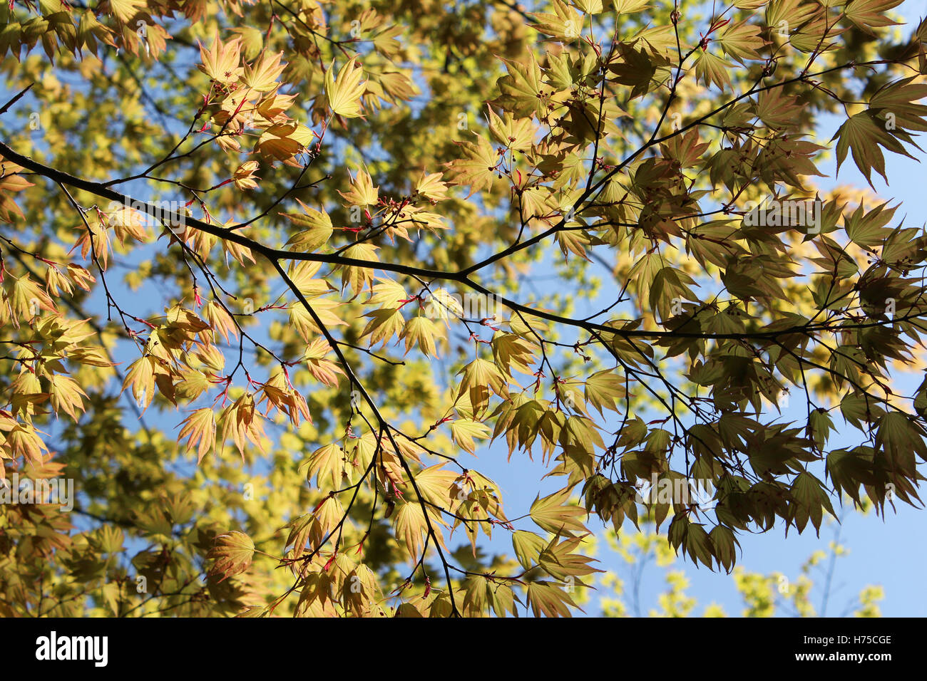 Japanese maples sunlight hi-res stock photography and images - Alamy