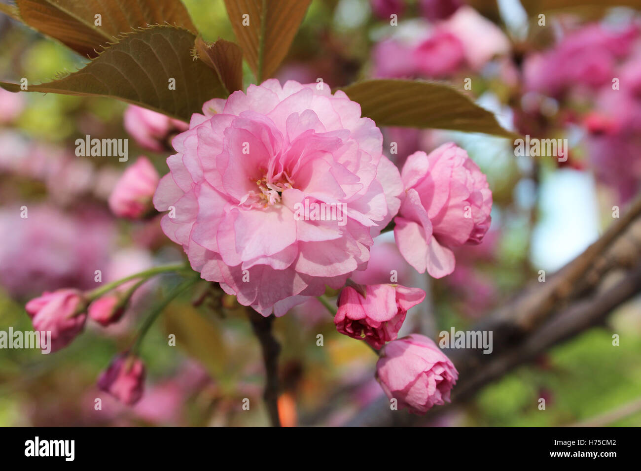 Beautiful Pink Japanese Cherry blossoms at Kyoto, Japan Stock Photo - Alamy