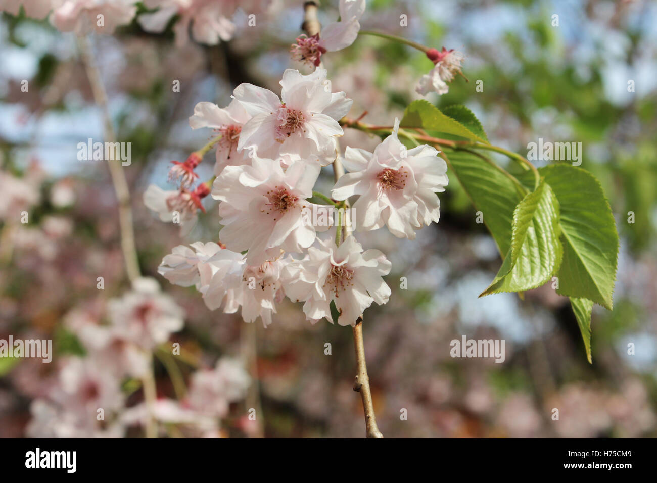 Beautiful Japanese Pink Cherry blossoms at Kyoto, Japan Stock Photo - Alamy