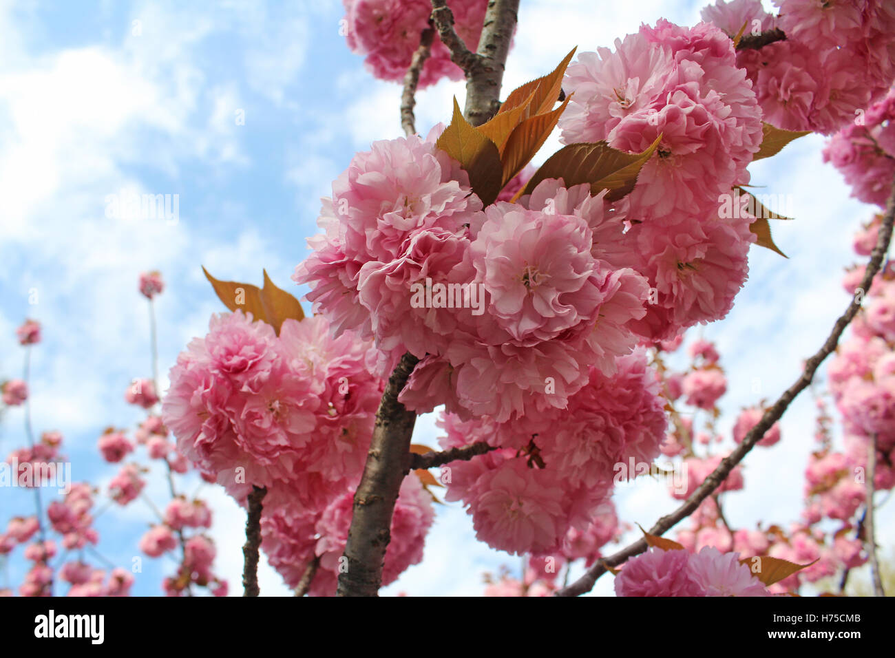 Beautiful Pink Japanese Cherry blossoms at Kyoto, Japan Stock Photo - Alamy