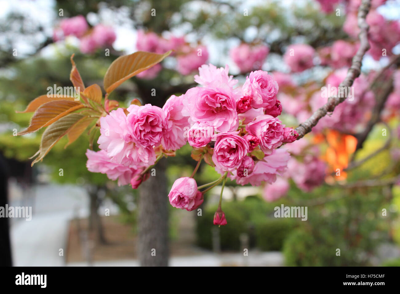 Beautiful Pink Japanese Cherry blossoms at Kyoto, Japan Stock Photo - Alamy