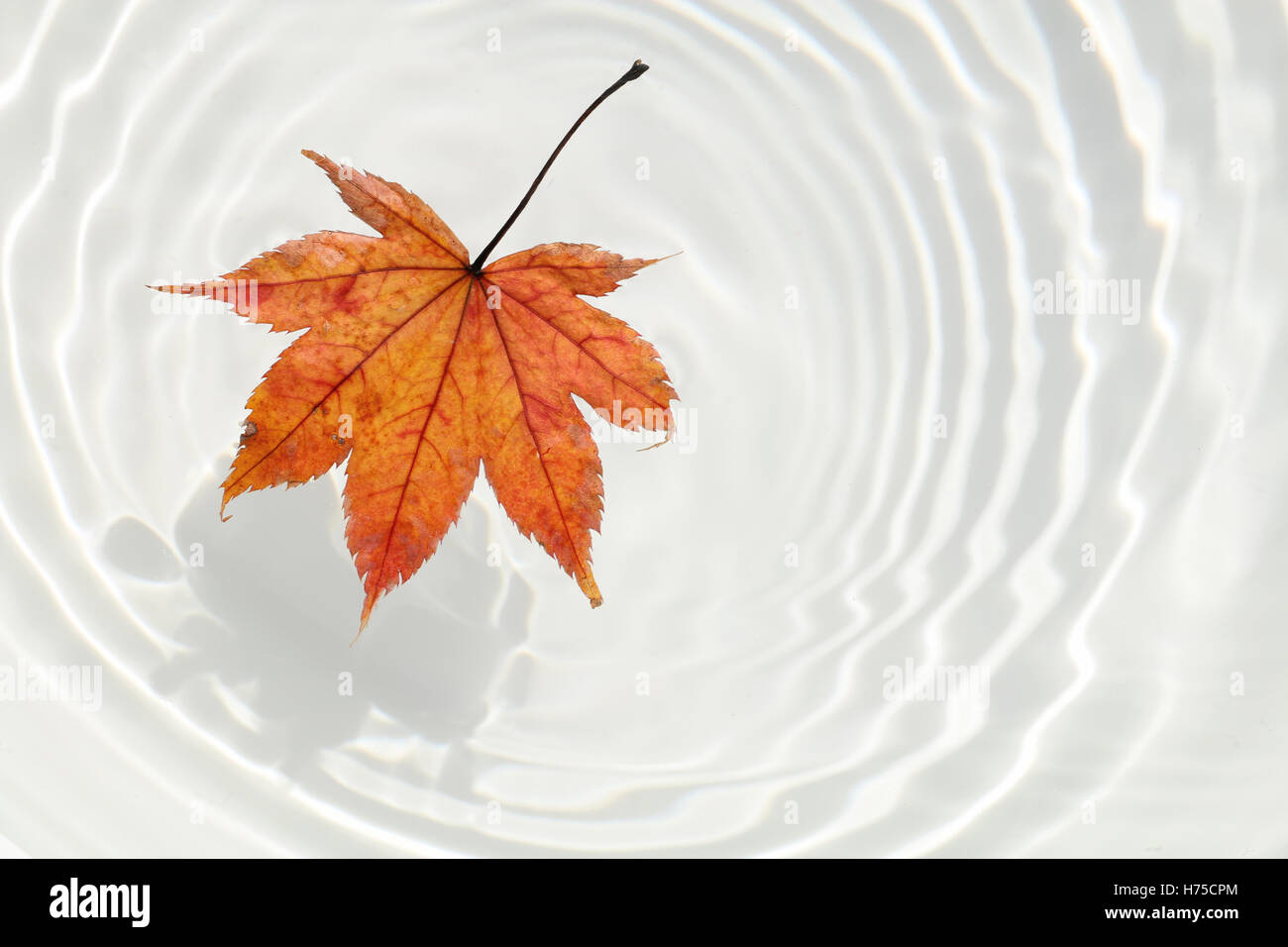 Japanese maple and ripple background Stock Photo - Alamy