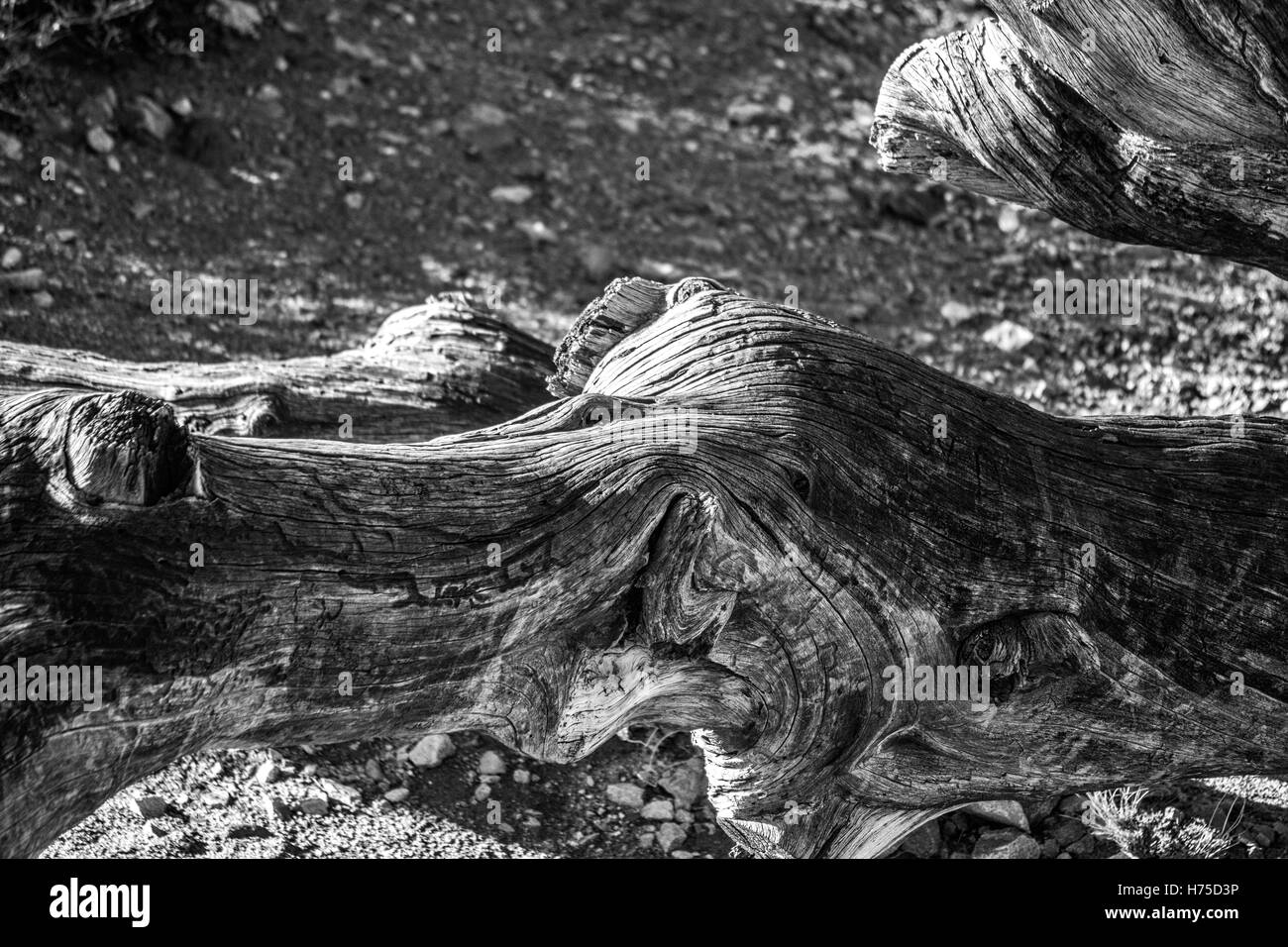 Dead joshua tree Black and White Stock Photos & Images - Alamy